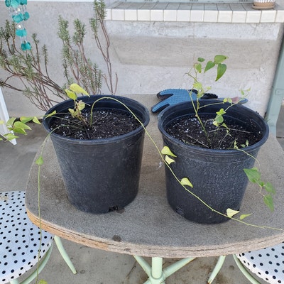 Red Oak Box Newel Post Colonial 4075 or 4076 Profile - Etsy