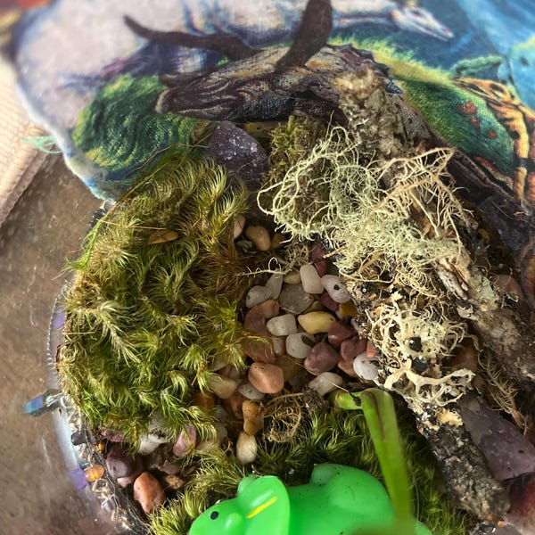 Princess Pine Tree Clubmoss Plants for Fairy Garden, Terrarium, Garden ...