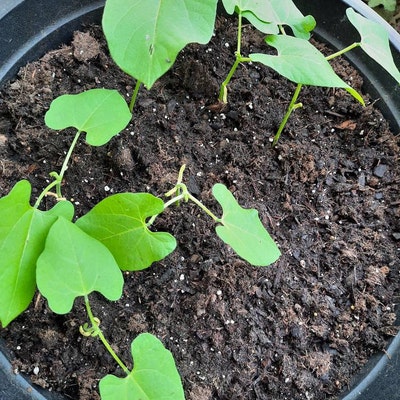 French Green Beans, Fin De Bagnol, 15 Seeds Certified Organic, French ...