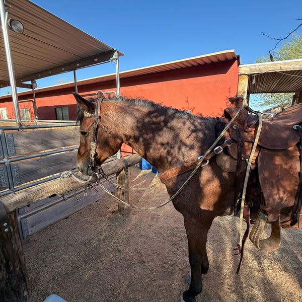 Yacht Rope Sport Mecate Reins W Poppers! Use With Slobber Straps ...