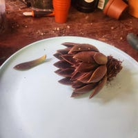 Garden Plant Planner Printable A5 Inserts, Houseplant Garden Journal ...