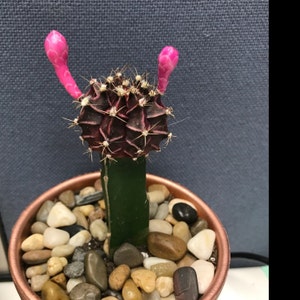 Grafted Colorful Three Moon Cactus Collection - Etsy