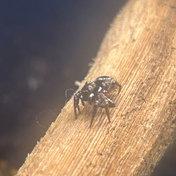 The Hive. Large Spider Cage, Bug Cage, Custom Enclosures, Hive Customs ...