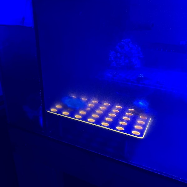 Copepod Breeding Block - Etsy