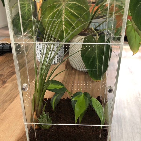 A Unique Terrarium. Starter Set. Terrarium for Tarantulas /spiders ...