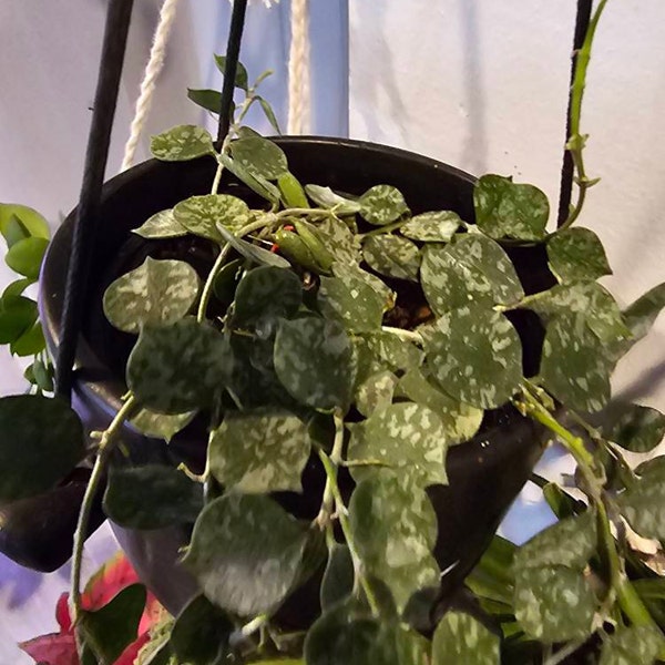 Hoya Curtisii Live Plant – Trailing Indoor Hoya With Silver Variegated ...