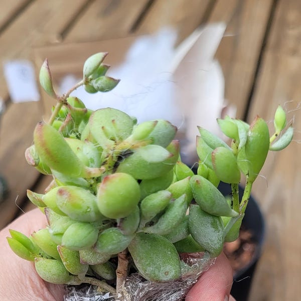 Sedum Dendroideum, Tree Stonecrop, Rare Succulents With Massive Long ...