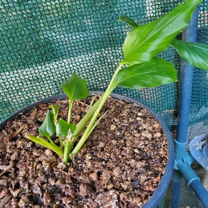 Thai Ginger Plant Alpinia Galanga Ginger Plants to Grow Live Starter ...