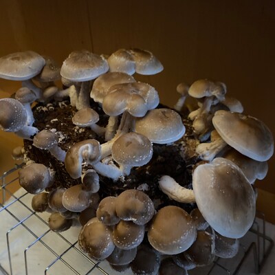 Shiitake Mushroom Growing Kit FREE SHIPPING - Etsy