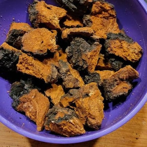 Chaga Mushroom Chunks 1lb Wild-foraged Naturally Dried Maine Chaga ...