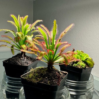 Soil Mix for Drosera, Venus Flytrap, and Sarracenias - Etsy