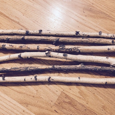6 Birch Sticks20 Inches Long. White Birch Branches. Birch - Etsy