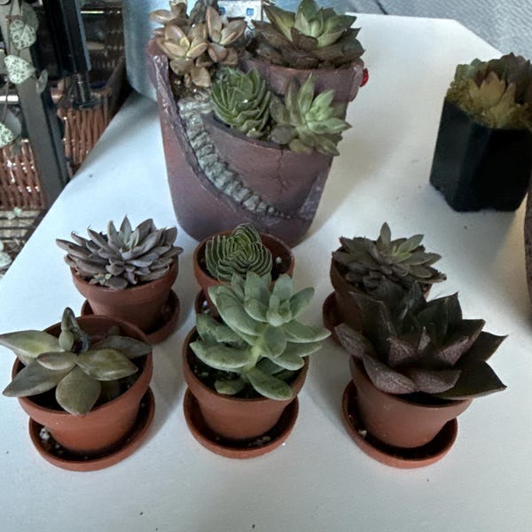 Mini Succulent Collection: 5 Live Plants, Fairy Garden Plants, Mini ...