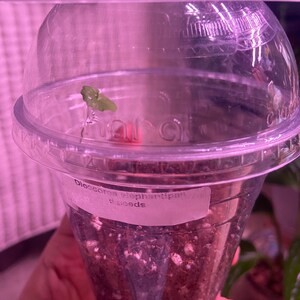 Lithops Aucampiae 'jackson's Jade' C395 10 Seeds - Etsy