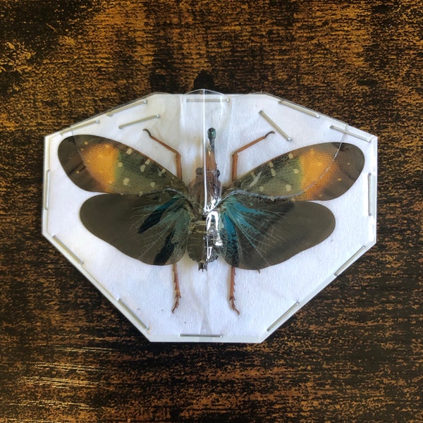 OVERSTOCK: Real Blue Lanternfly, Pyrops Gunjii - Etsy