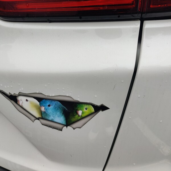 Parakeet Car Decal, Funny Car Sticker, Bird Decal, Parakeets Sticker - Etsy