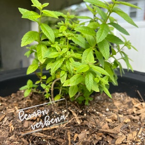 Personalized Acrylic Garden Sign Flower Pot Message Sticks | Etsy