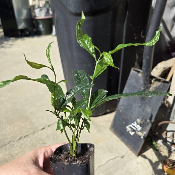 Athens Blue Princess Glory Bush Plant~~tibouchina Urvilleana~small ...