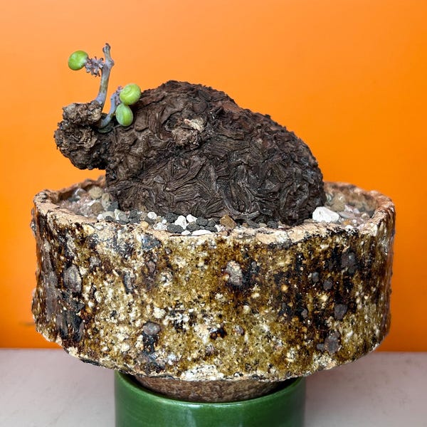 Stephania Suberosa Mini Caudex Plant Rare Indoor Succulent Bonsai ...