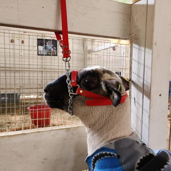 LAMB HALTER | "duo" | Stock Show | Show Lamb | - Etsy