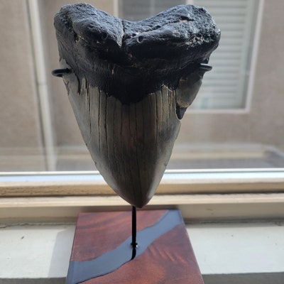 Megalodon Shark Tooth Stand Custom Metal Bracket on a Wood Base to ...