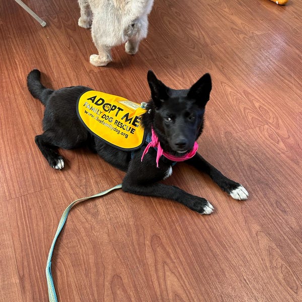 5-pack Adopt Me Dog Jackets Vests With GROUP NAME or WEBSITE - Etsy