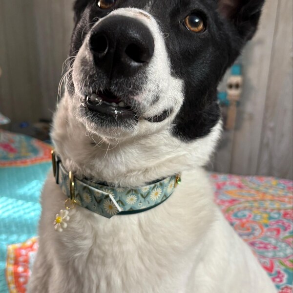 Wide Spiked Skull Collar, Custom Waterproof Biothane, Gothic Crossbones ...