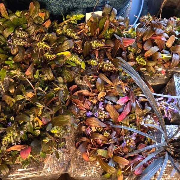 3 Musa ‘poquito’ Banana Tree/ Banana Tree in 4 Inch Cups (one Plant per ...