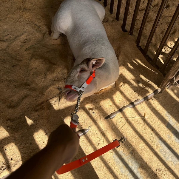 LAMB HALTER | "duo" | Stock Show | Show Lamb | - Etsy