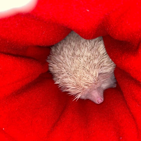 DOUBLE Fleece Cage Liner for Hedgehogs , Rats, Guinea Pigs, Gerbils ...