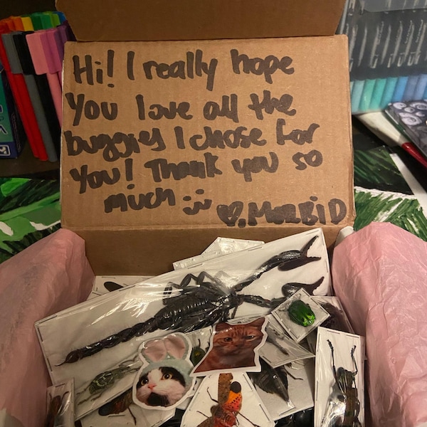 Assorted Bugs Insects Specimen Wholesale Mix Lot Bulk - Etsy