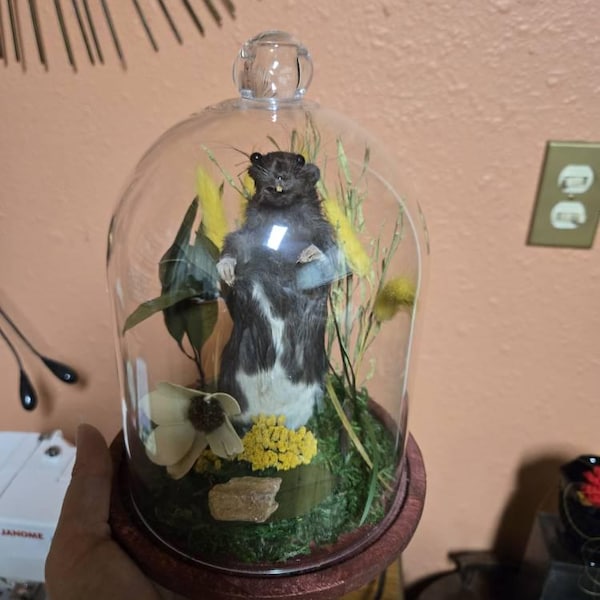 Do It Yourself Rat Taxidermy Kit With Real Rat Skin - Etsy