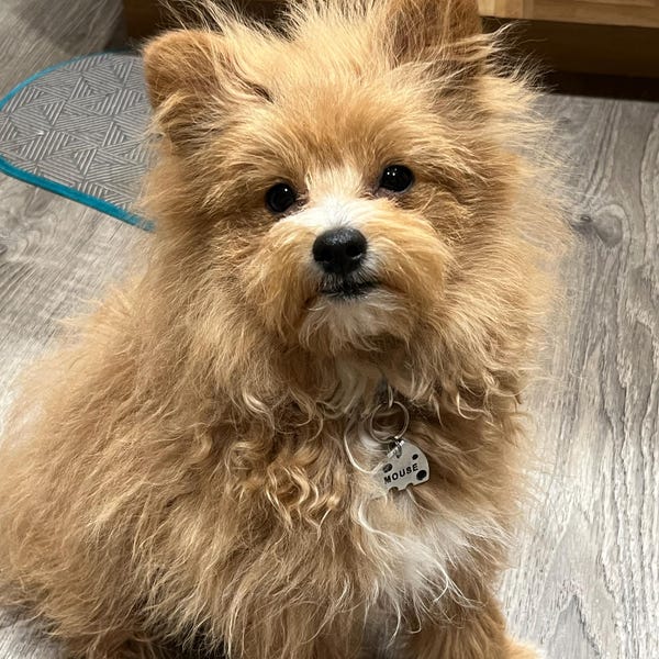 Pomsky (or Select Different Breed) Outline - 1 1/4" Custom Pet Id Tag ...