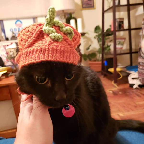Pumpkin Hat for Cat, Halloween Pet Costume, Fall Kitten Outfit ...