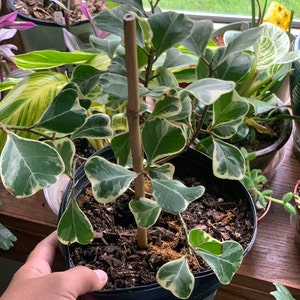 Giant Money Tree 2.5 Feet Tall - Etsy