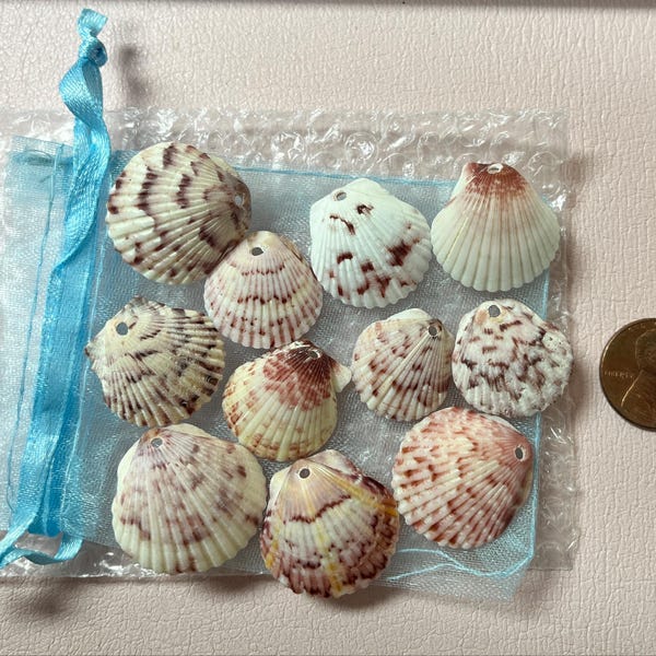 White Seashell Mix, Wedding Decor, Beach Decor, Home Decor, Vase Filler ...