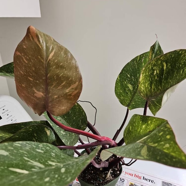 Philodendron Rio Large | Philodendron Rio Starter Planter Plant | Rio ...