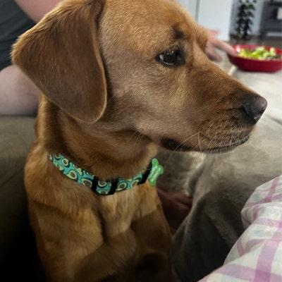 Squirrel Chaser Dog ID Tag Circle Dog Tags With Address Two - Etsy