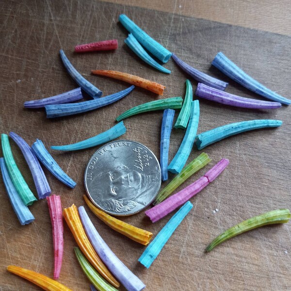 Lg. Green Cat's Eye Turban Operculum Shiva Shells 3/4"-1" (2 Shells) - Etsy