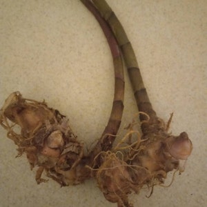 Curcuma ELATA Hidden Lily Ginger Flower Giant Plume Mature Rhizome W ...
