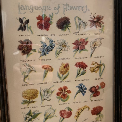 The Language of Flowers Antique Victorian Flower Diagram 4 Sizes ...