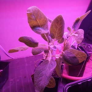 Salvia Off. 'berggarten' Berggarten Sage Broad Leaved Sage Plant in 2.5 ...