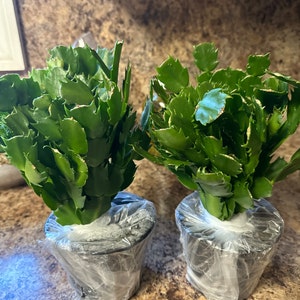 6 ZZ Plant, Zamioculcas Zamiifolia, Zee Zee Plant, Aroid Palm ...