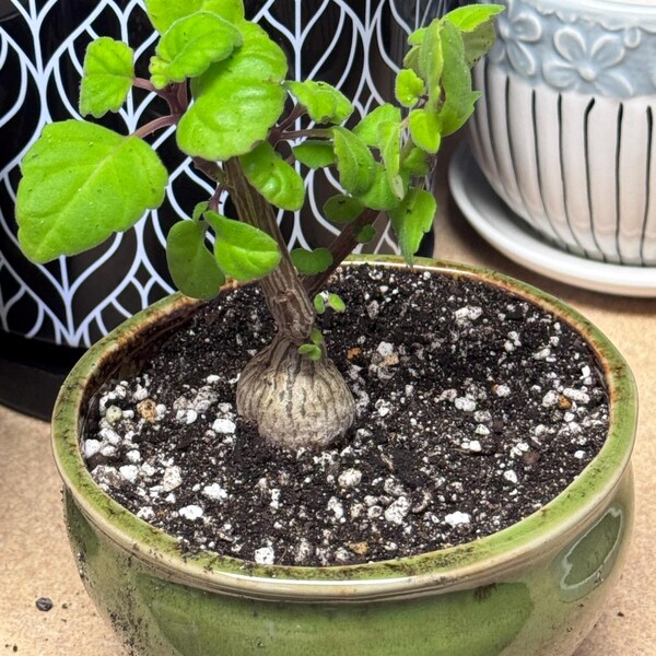 Bonsai Mint (plectranthus Ernstii Caudex) - Etsy
