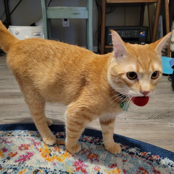 Catcorn, Pom Pom Cat Toy Popcorn (10 Toy Set) - Etsy