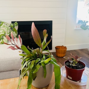 Bobbie Cactus Myrtillocactus Geometrizans - Etsy