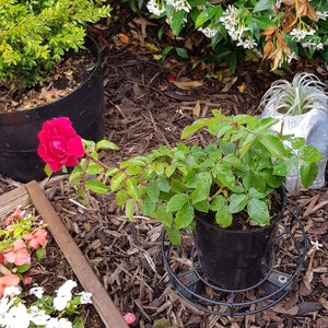 Happy Retirement Rose Bush Gift Wrapped Help A Colleague or Friend ...