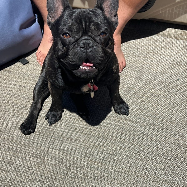 Personalized Bullet Pet Tag, Dog Name Tag, Man's Best Friend, Collar ...