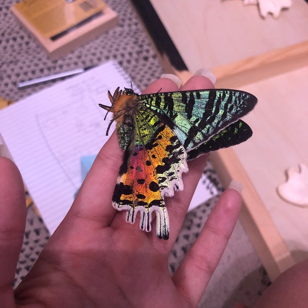 Attacus Atlas Moth M Papered Specimen Real Snake Head Moth Entomology ...