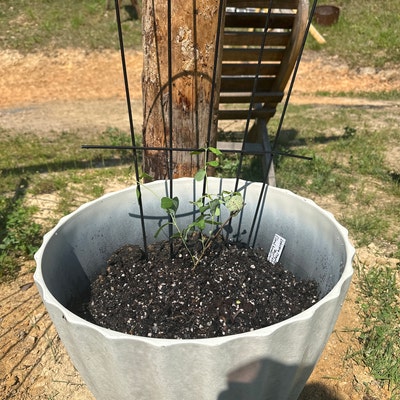 Ninebark physocarpus Opulifolius 3 Pack tubelings - Etsy